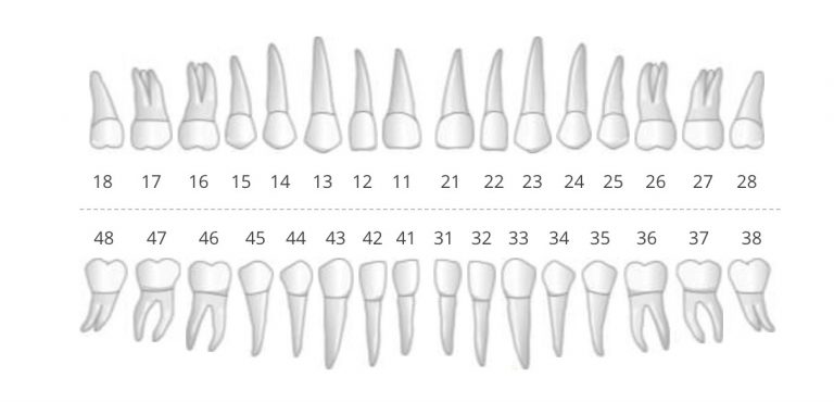 Guia Completo do Odontograma: Benefícios, Tipos e Como Preencher