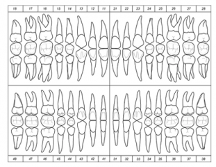 Guia Completo do Odontograma: Benefícios, Tipos e Como Preencher