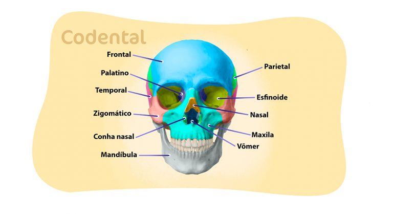 Ossos da face: resumo completo com o que você precisa saber!