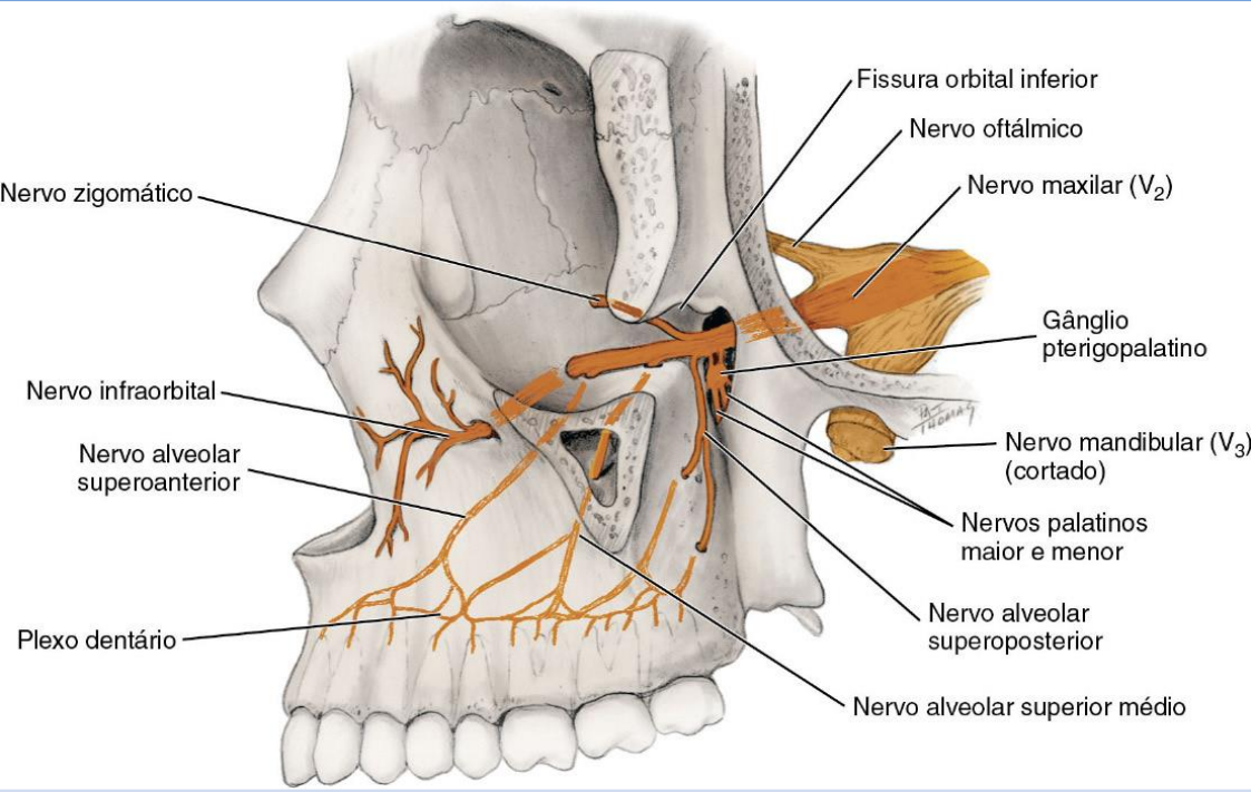 Nervo alveolar: tudo que você precisa saber!