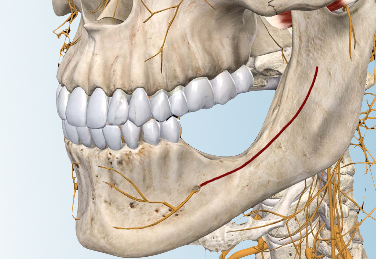 Nervo alveolar: tudo que você precisa saber!